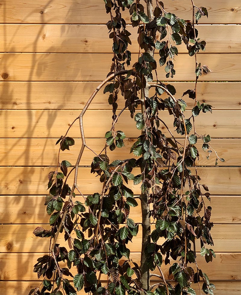 Bluestone Backyard: The Big Reveal! | Daniel Kanter